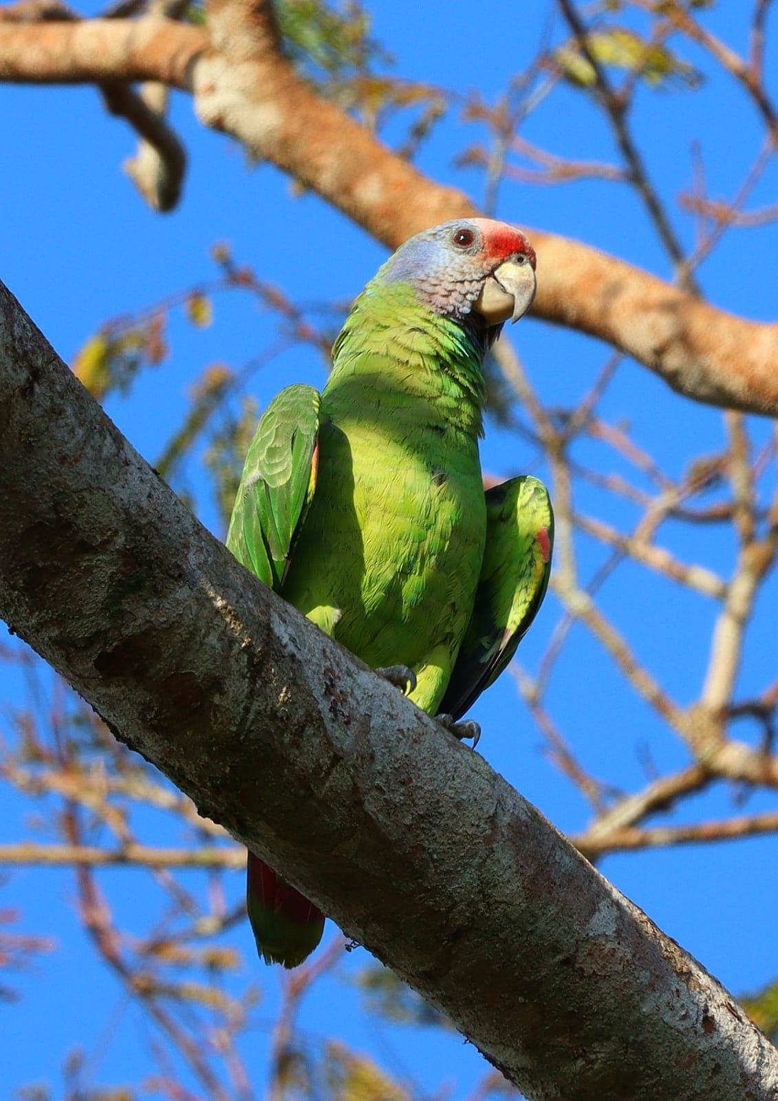 Roteiro de Birdwatching