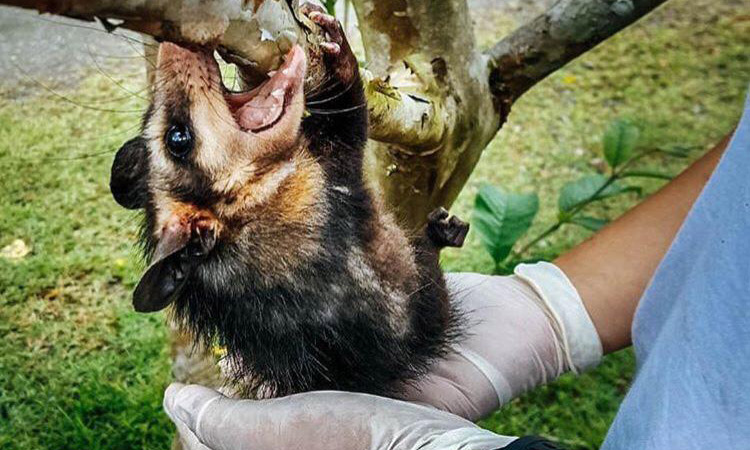 Prefeitura de Itanhaém